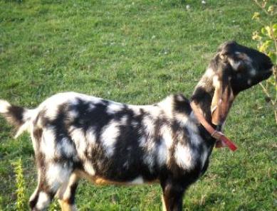Nubian Goats | Underwood Farms