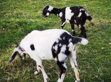 Nubian Goats | Underwood Farms