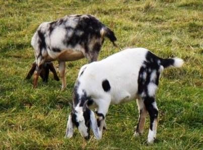 Nubian Goats | Underwood Farms